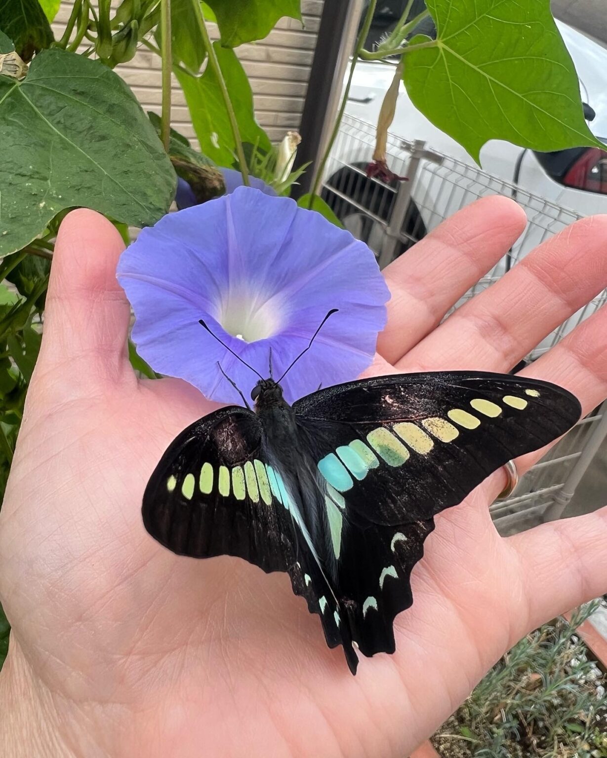 【2025/12/3放送】FNS歌謡祭 - JAM'S FANDOM | Mrs. GREEN APPLE